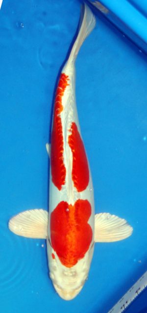 Red Koi > Hanover Koi Farms
