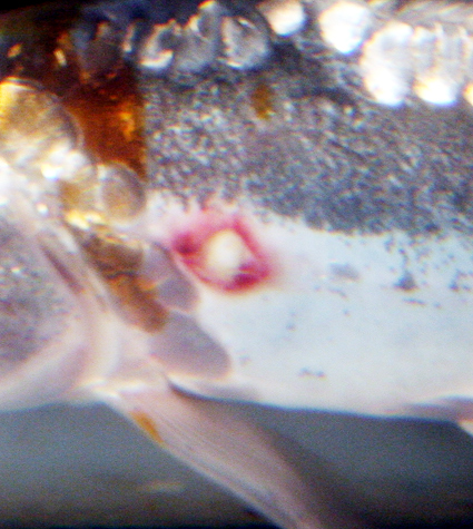 Treating Koi Wounds / Ulcers > Hanover Koi Farms