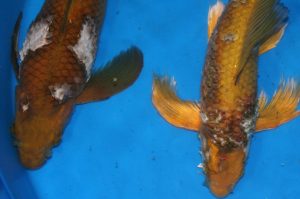 Koi Symptom Diagnosis > Hanover Koi Farms