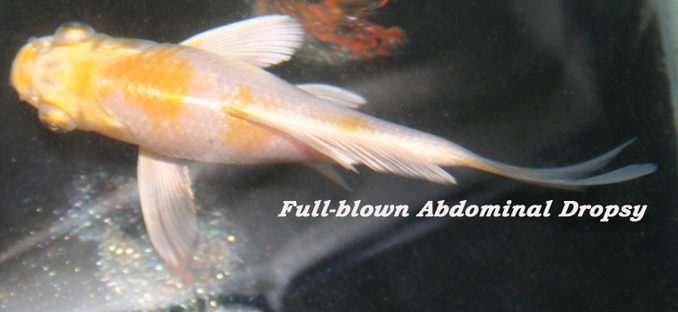Koi Symptom Diagnosis > Hanover Koi Farms
