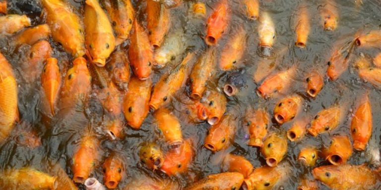 Koi Symptom Diagnosis > Hanover Koi Farms