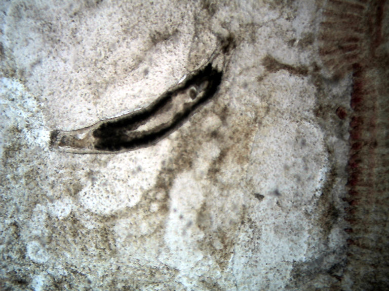 Koi Symptom Diagnosis > Hanover Koi Farms