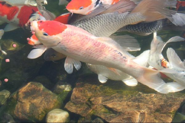 Koi Symptom Diagnosis > Hanover Koi Farms