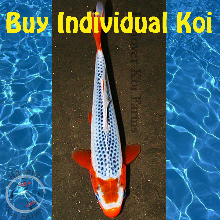 Koi and Butterfly Koi For Sale > Hanover Koi Farms