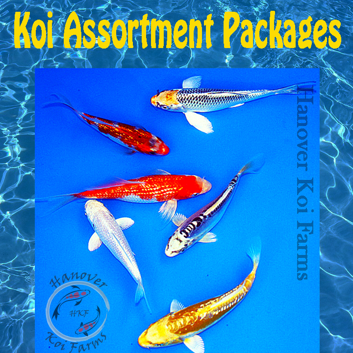 Koi and Butterfly Koi For Sale > Hanover Koi Farms