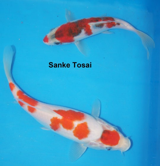 Red Koi > Hanover Koi Farms