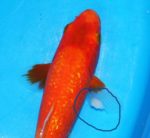 Koi Symptom Diagnosis > Hanover Koi Farms