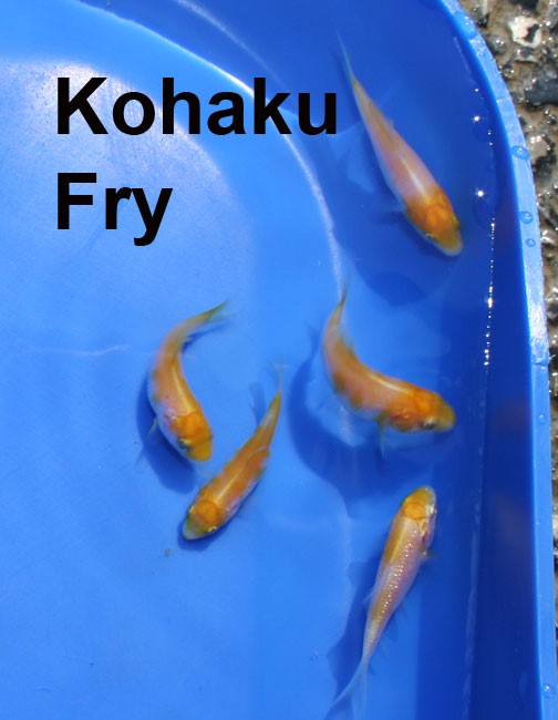 Red Koi > Hanover Koi Farms