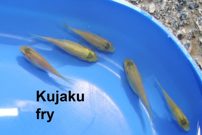 Red Koi > Hanover Koi Farms