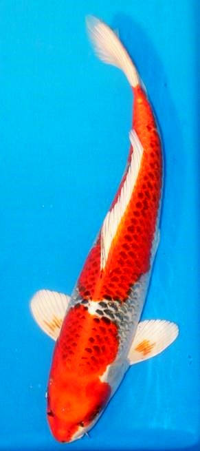 Red Koi > Hanover Koi Farms