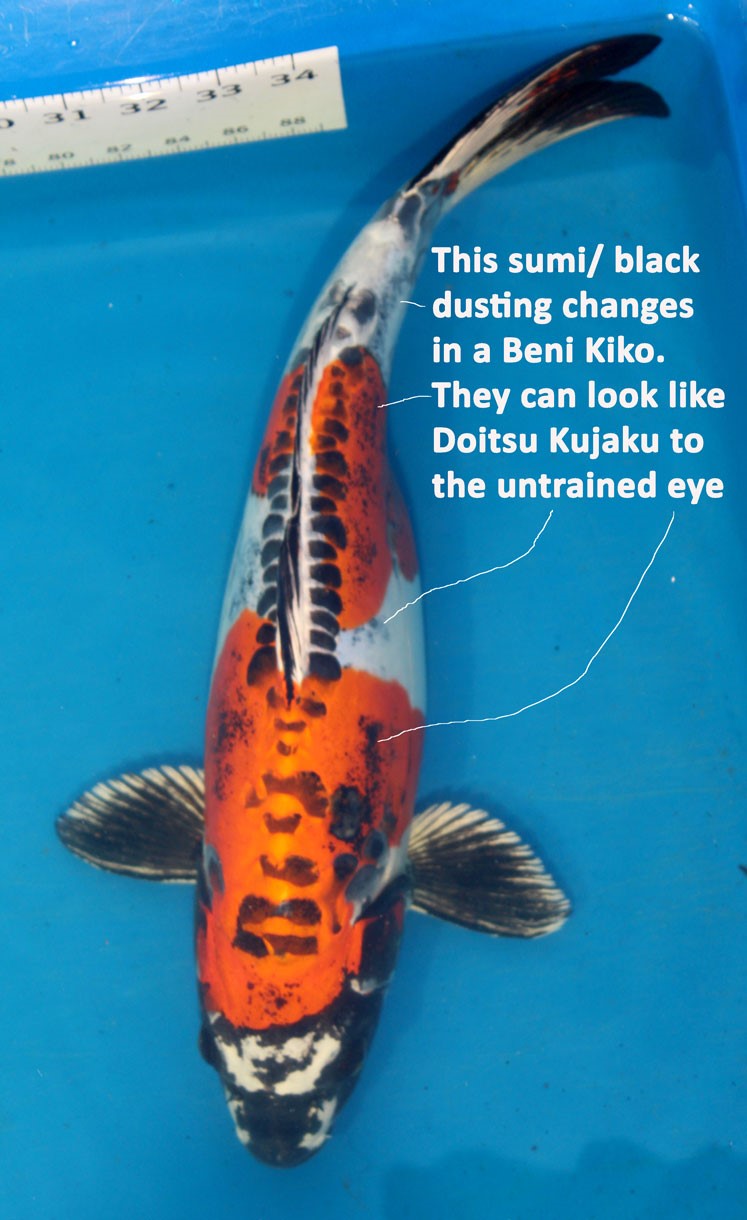 Mistaken Identity > Hanover Koi Farms