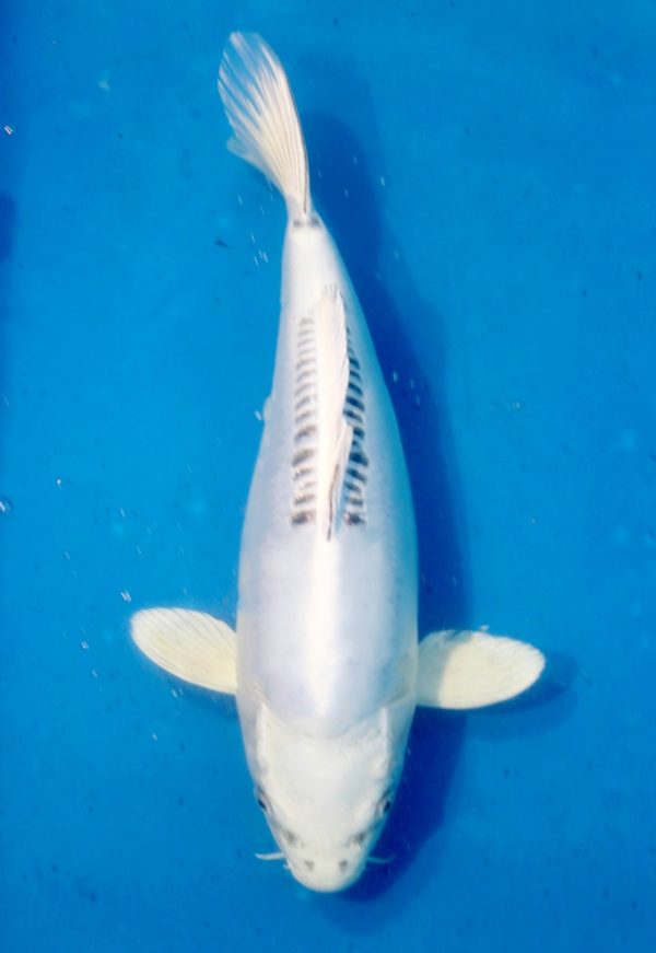 Mistaken Identity > Hanover Koi Farms