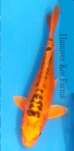 Mistaken Identity > Hanover Koi Farms