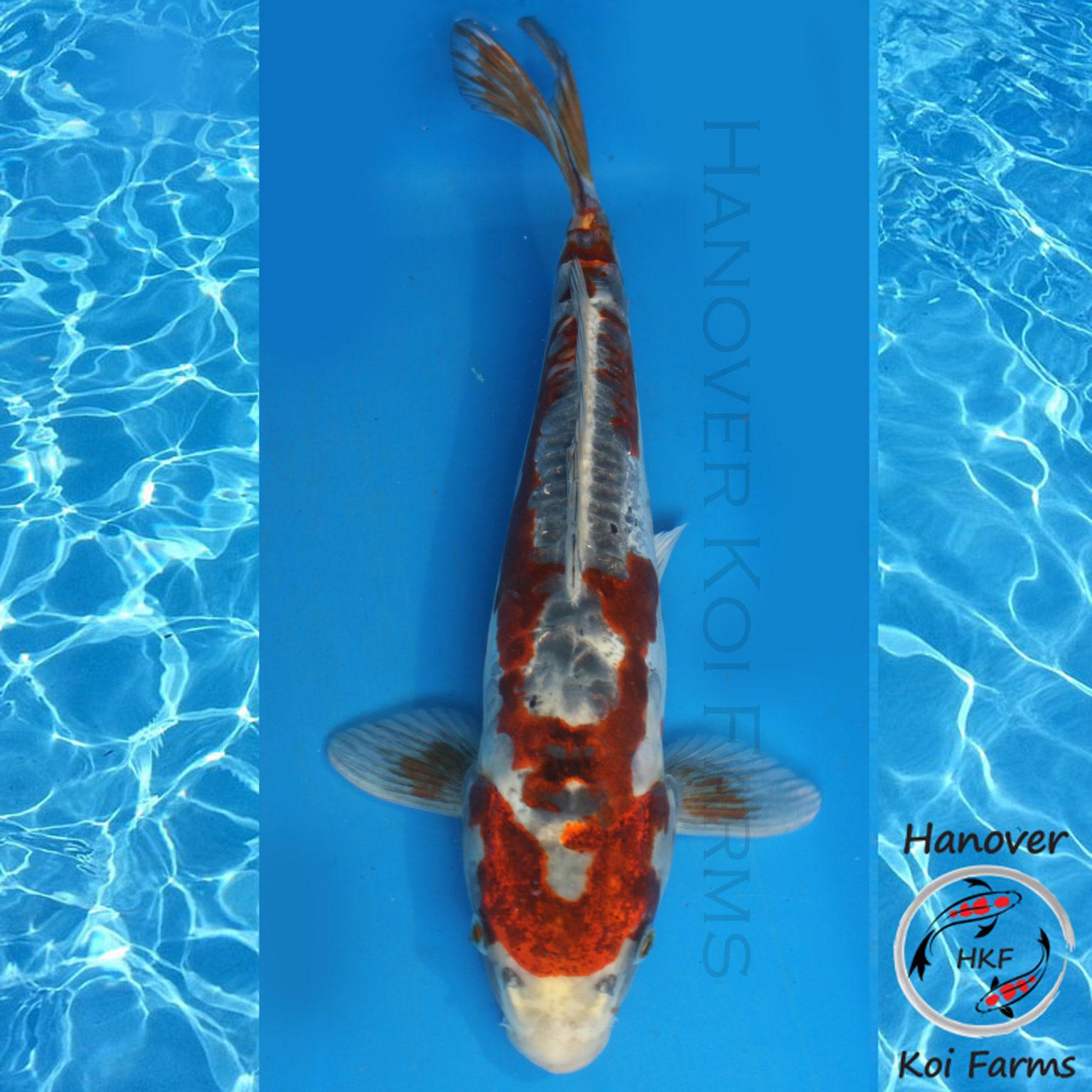 Koi for sale - Order Individual Koi Online > Hanover Koi farms